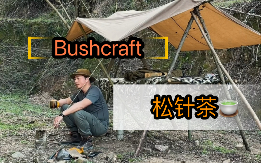 松针茶你尝过吗?(BC生活)