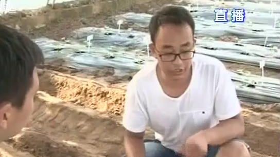 移栽番茄苗,怎样效果好(上)