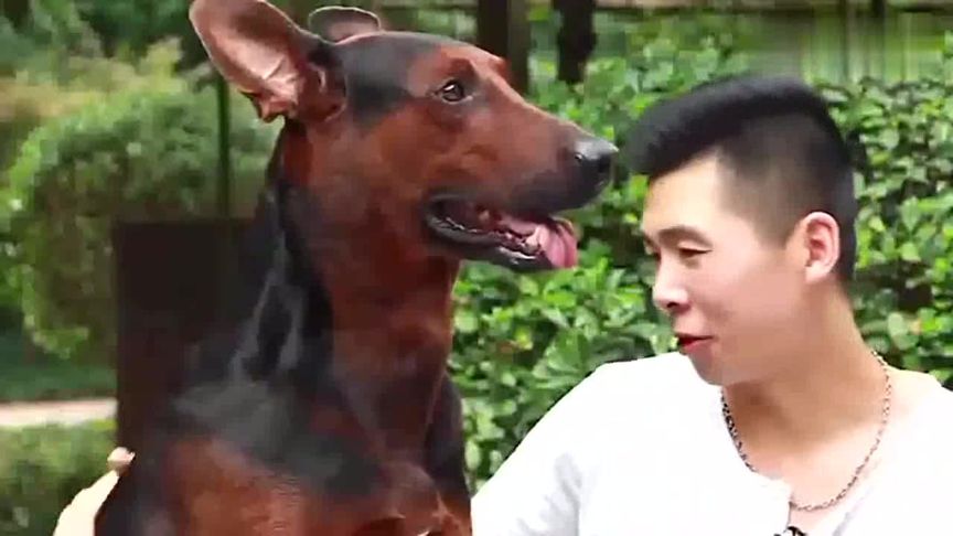 民间街头再现莱州红犬,据说这狗曾经天价藏獒都不如他!