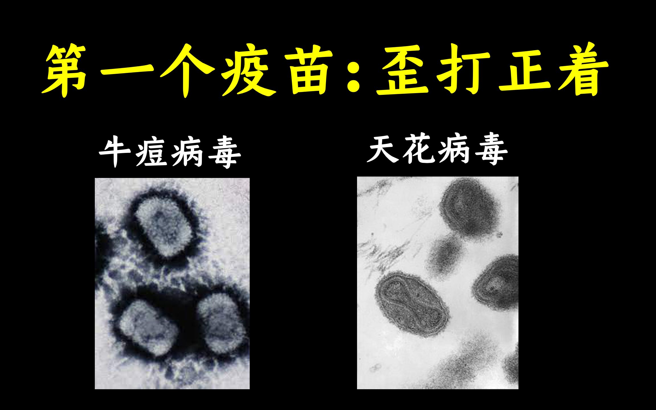 人类第一个疫苗:接种牛痘预防天花。歪打正着的典型例子