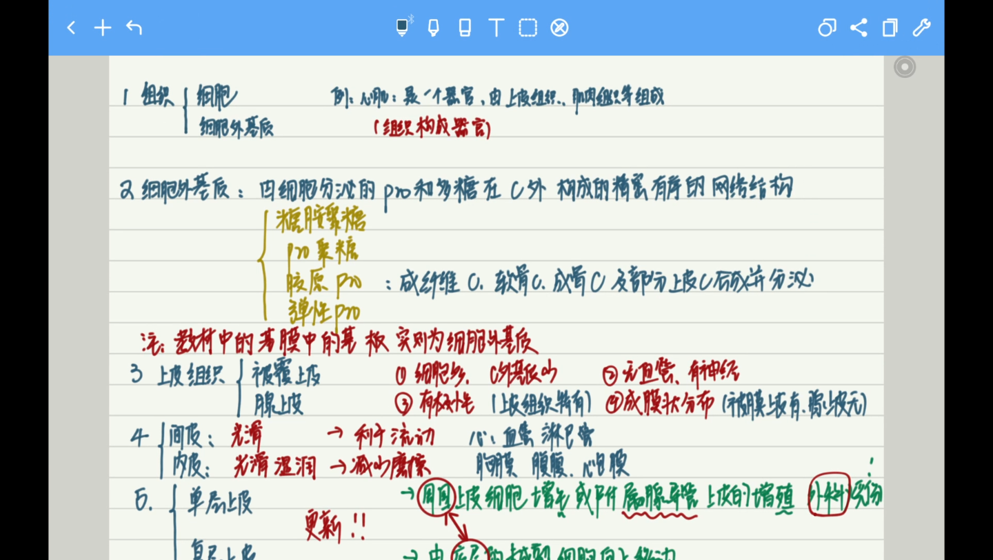 组织学与胚胎学•笔记•自己整理的易混知识点