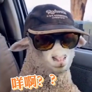 菜鸡互啄绿菠萝 
