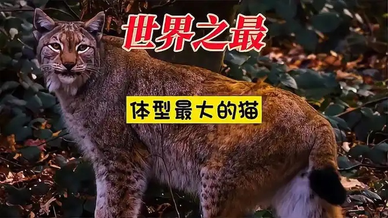世界上体型最大的猫