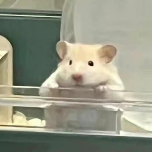 鼠鼠乐子人114514 