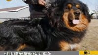 城市频发藏獒伤人事件 100912 说天下