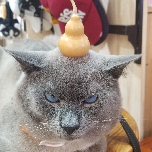 A股o牛牛o 
