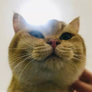 JediKitty接地猫 