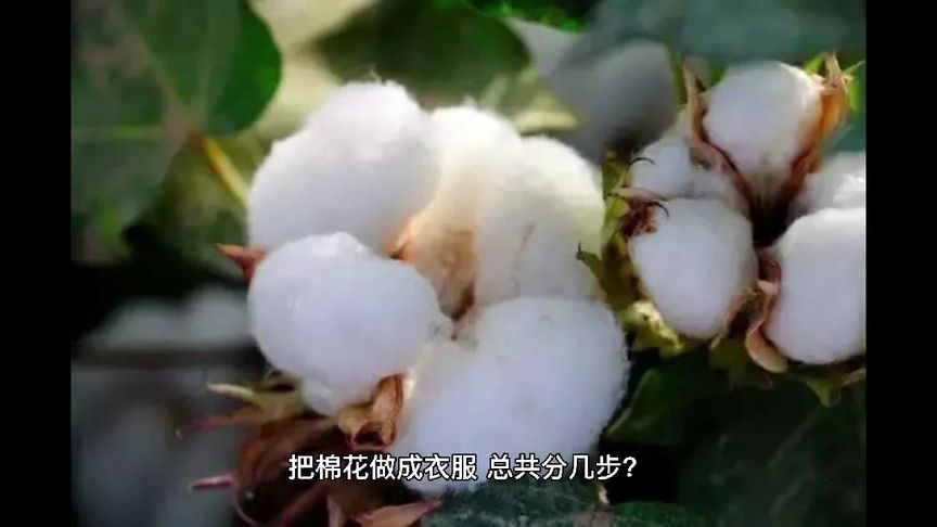 把棉花做成衣服,总共分几步?