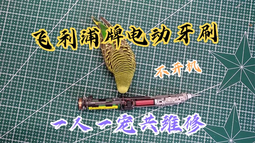 飞利浦电动牙刷不开机,看老杨和鹦鹉共同维修。