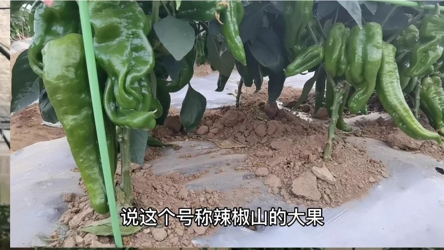 河南凌晨五点钟!小农夫带大家看一个辣椒品种,非常大的牛角椒!