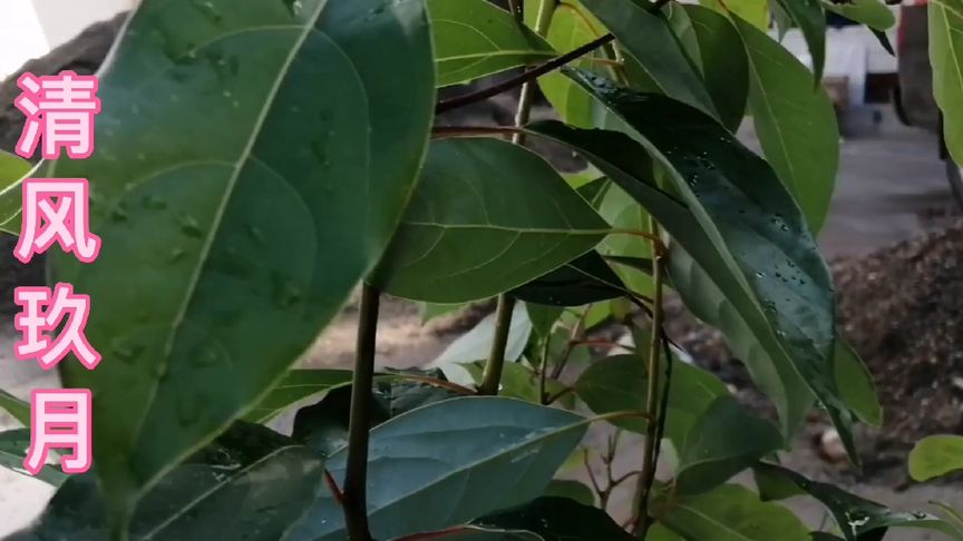 朋友送了两棵香樟树,听说这种植物种在门口可以防蚊虫