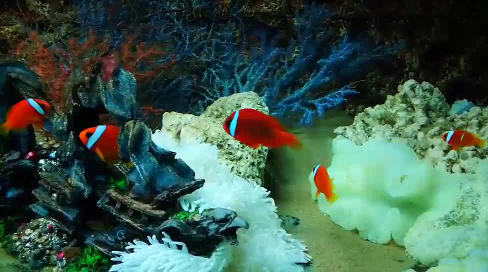 海底总动员。愿看到的人有美好的心情。