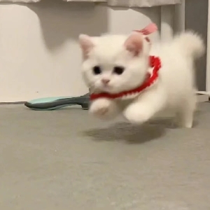 悲伤小猫炒板栗 