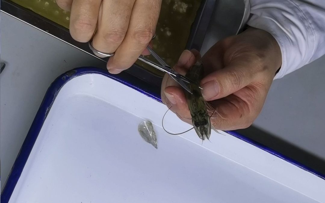 基围虾的解剖(Raw)