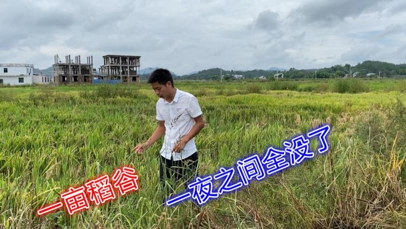 整整一亩稻谷马上要成熟,不料一夜之间全没了,这是怎么回事?