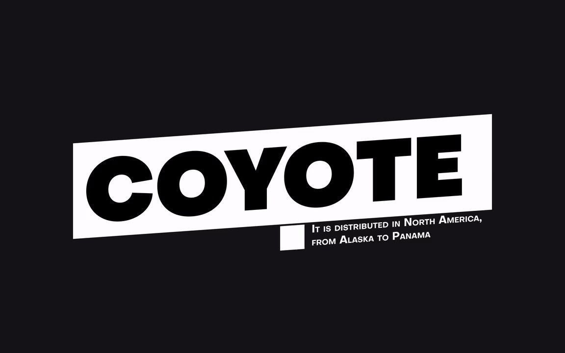 动感创意的文字动作动画AE模板