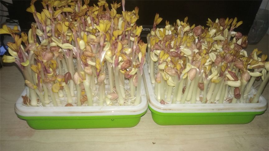 不用沙子,在宿舍、家里轻松培育富含营养、好吃的花生芽