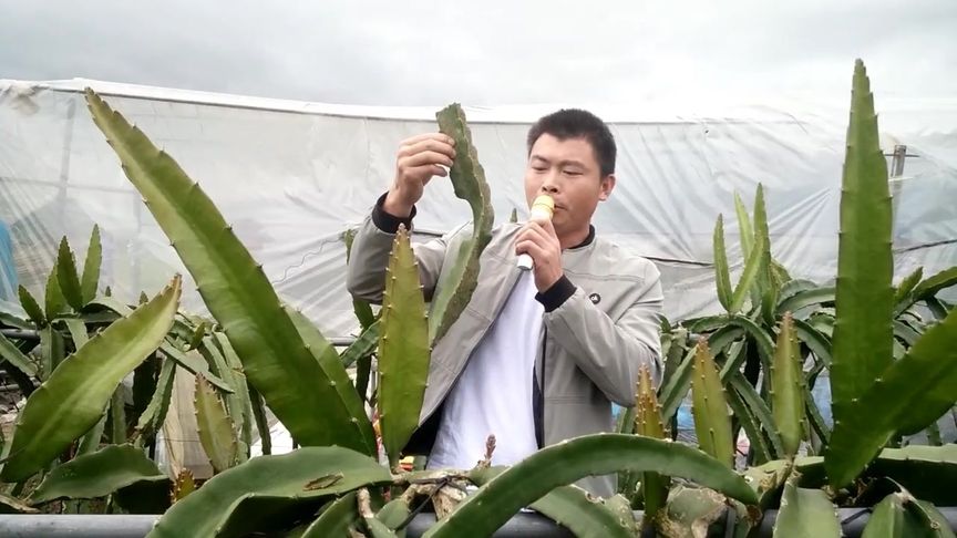 农村小伙参加农村种植培训,记录教授讲解怎样种植火龙果技术
