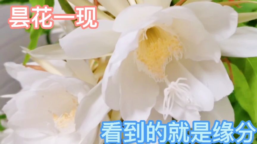 月下待友,月下美人,昙花开放的那一瞬间很美,看到的就是缘分