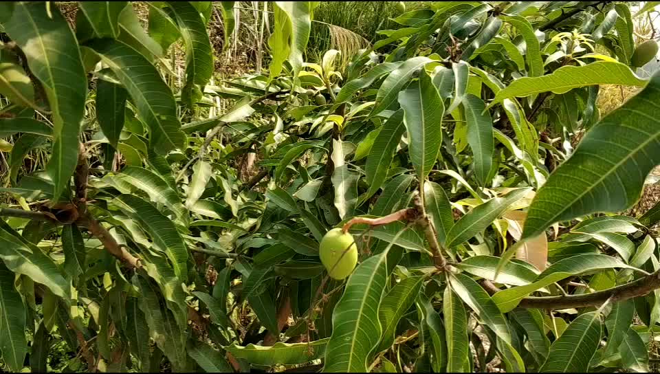 我赌你没见过这棵芒果树!