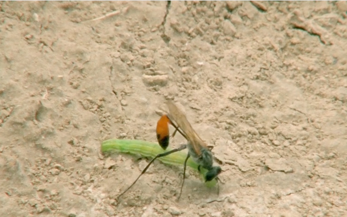 红腰沙泥蜂打架—留你一命 红腰沙泥蜂的猎食武器是致命
