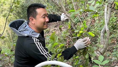 南方人尖叫的东北山蚕!我们却当宝贝宠上天