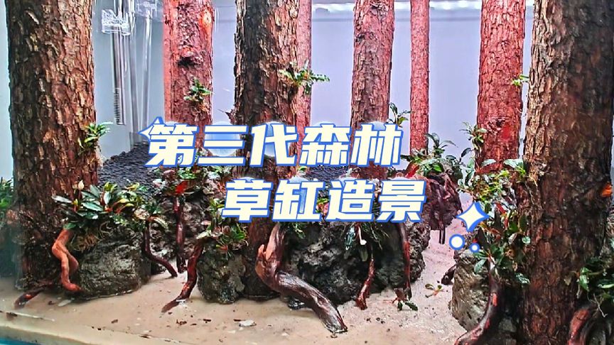 第三代森林草缸造景新鲜出炉.ߘ� #水族 #水草缸 #森林草缸造景
