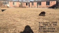 墨界黑狼犬幼犬7325