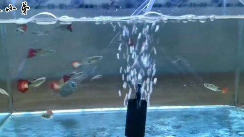 塑料瓶制作空气打氧机别看简单制氧一点不比增氧机差家庭鱼缸好伴侣