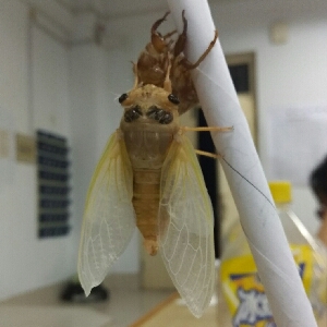大白兔是白又白 