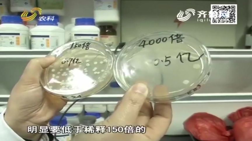 生物菌剂你都怎么用?是灌根还是冲施?现场实验给你讲解最佳方法