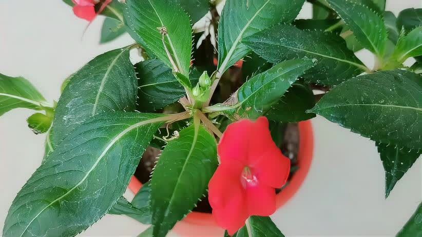 凤仙花的生长经历了哪六个阶段