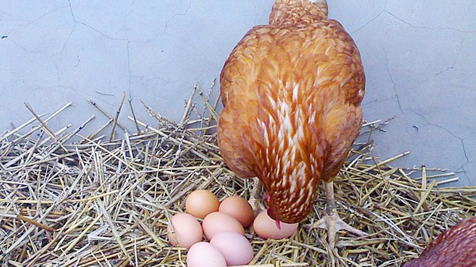 受精和未受精的鸡蛋从外观上看