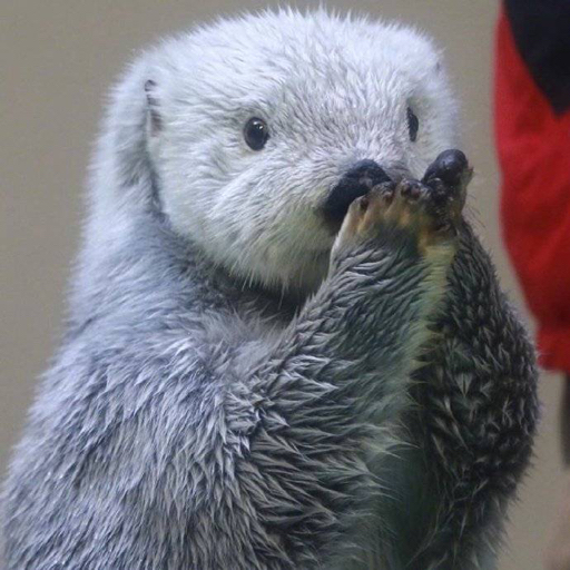 玉梵清 