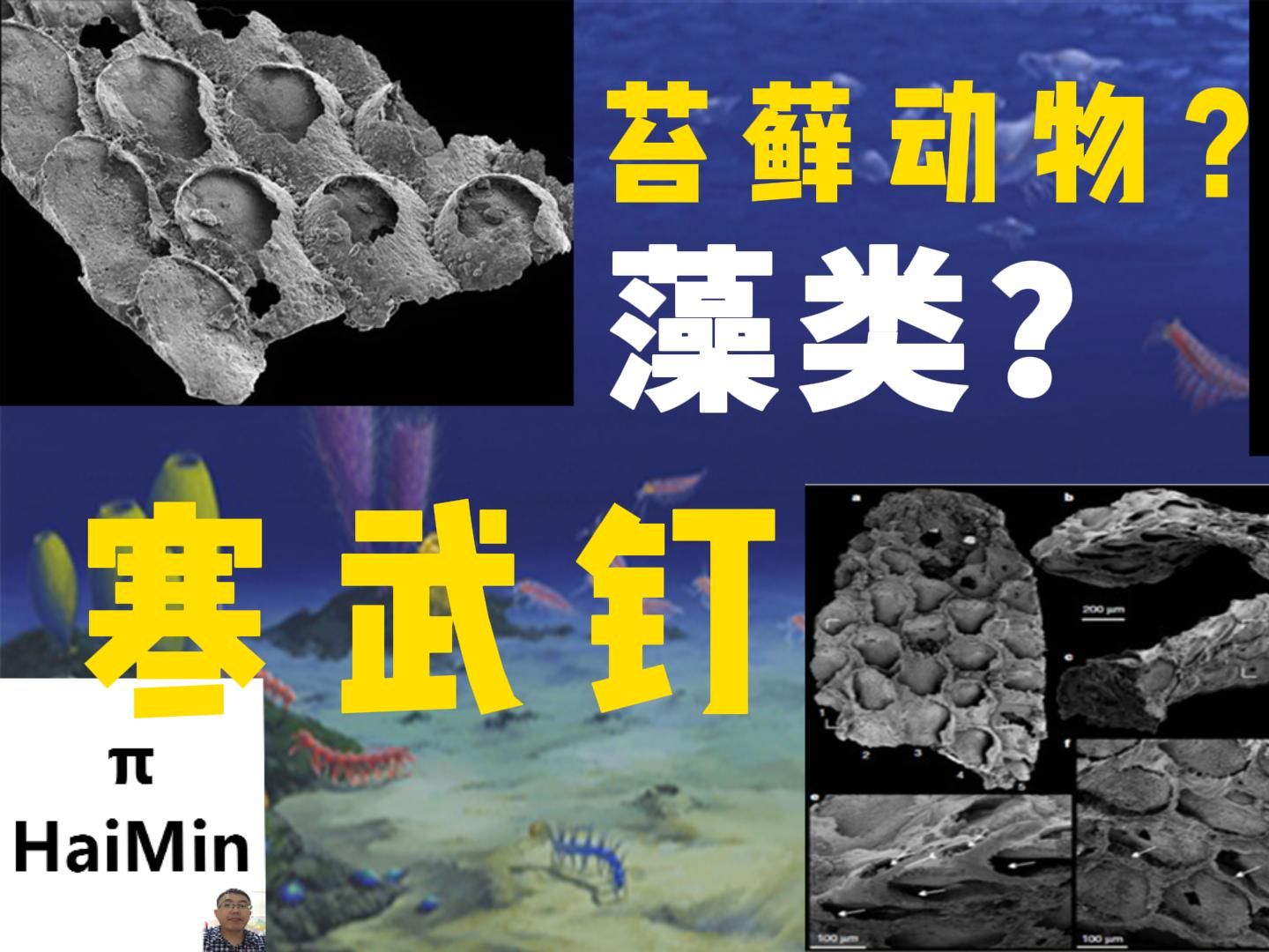 寒武钉是个什么东东?|苔藓虫-寒武纪生命大爆发的未解之谜|地球简史...