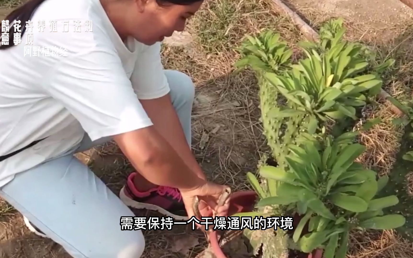麒麟花卉的养殖方法和注意事项,简单罗列出几点