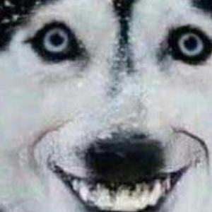 奇世哈 