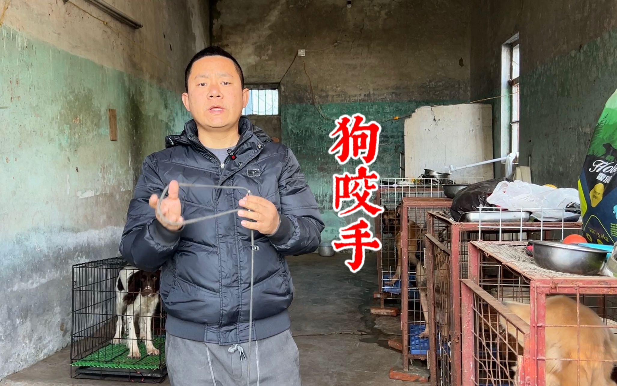 狗喜欢咬手怎么办?也不知道怎么教,十年训犬师为你排忧解难
