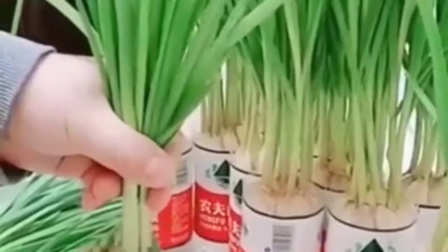 娶了一个农村媳妇,用矿泉水瓶种蒜苗,感觉自己后半辈子赚了!