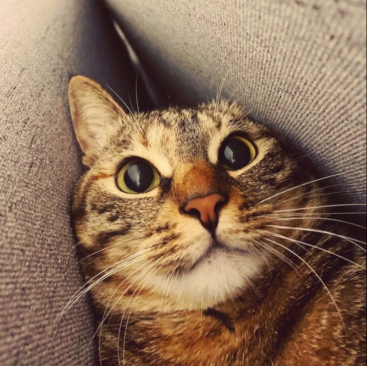 Louis小狼 