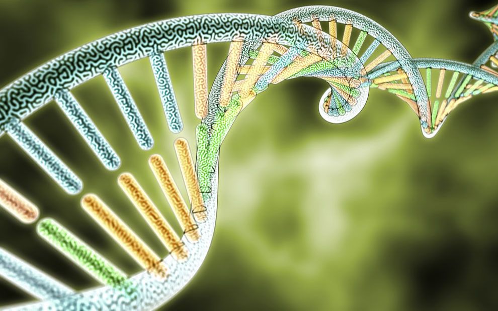 DNA双螺旋结构是如何复制的?基因突变对自然生物有哪些好处?