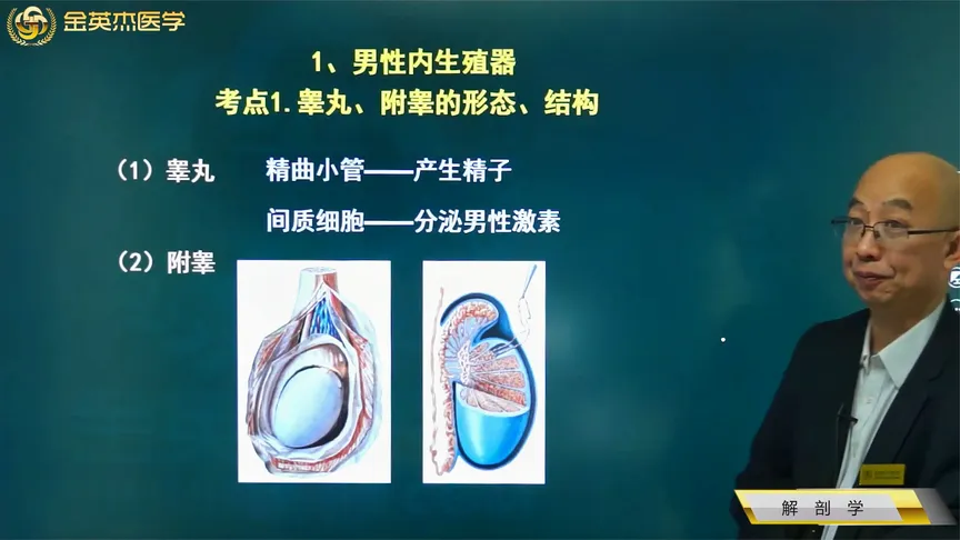 生殖系统01男性生殖系统01睾丸:组成及作用,附睾;输精管的组成