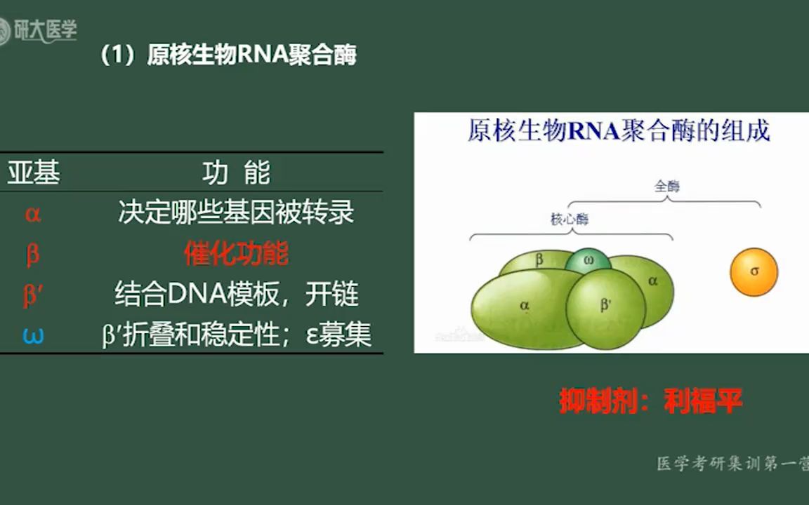 11.第11章RNA的生物合成