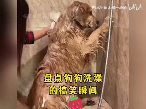 趁着下雨天主人非要给狗狗洗澡,下一秒,你们都憋住别笑