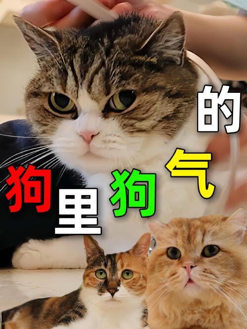 斥巨资买了条牵狗绳准备遛猫,结果被嫌弃了
