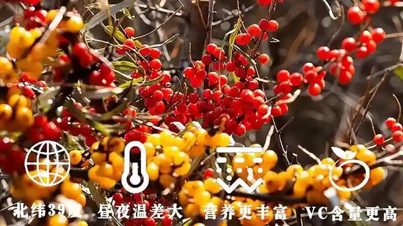 VC含量最高的食物,你知道是什么吗?