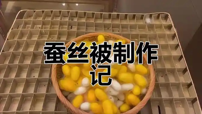 一个月的蚕丝被制作,首次也是最后一次尝试!