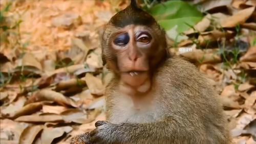 孤身一猴实践社会,必定是一身伤痕换经验