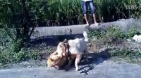 潮南土狗斗狗