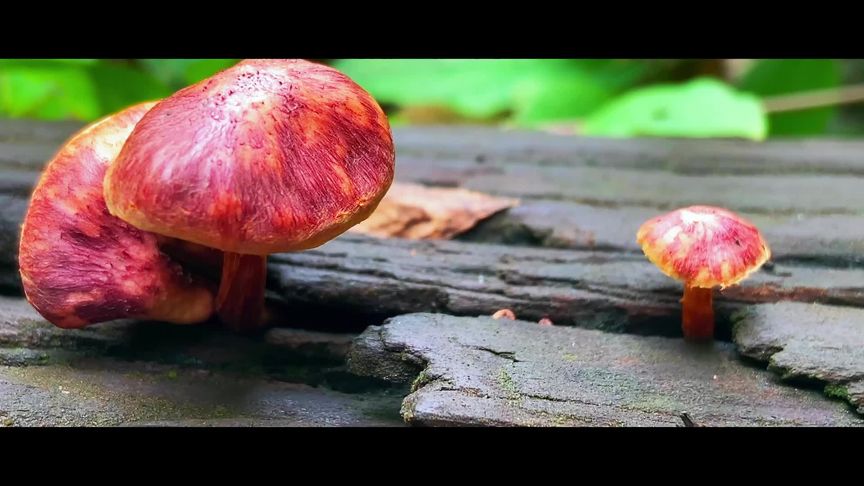 注意饮食安全,慎食野生植物!#野生菌 #食品安全重于泰山